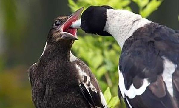 Rescuing Baby Magpies - Berwick Springs Veterinary Hospital