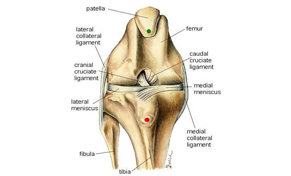Cruciate Ligament Disease Berwick Springs Veterinary Hospital Cruciate Ligament Disease Berwick Springs Veterinary Hospital